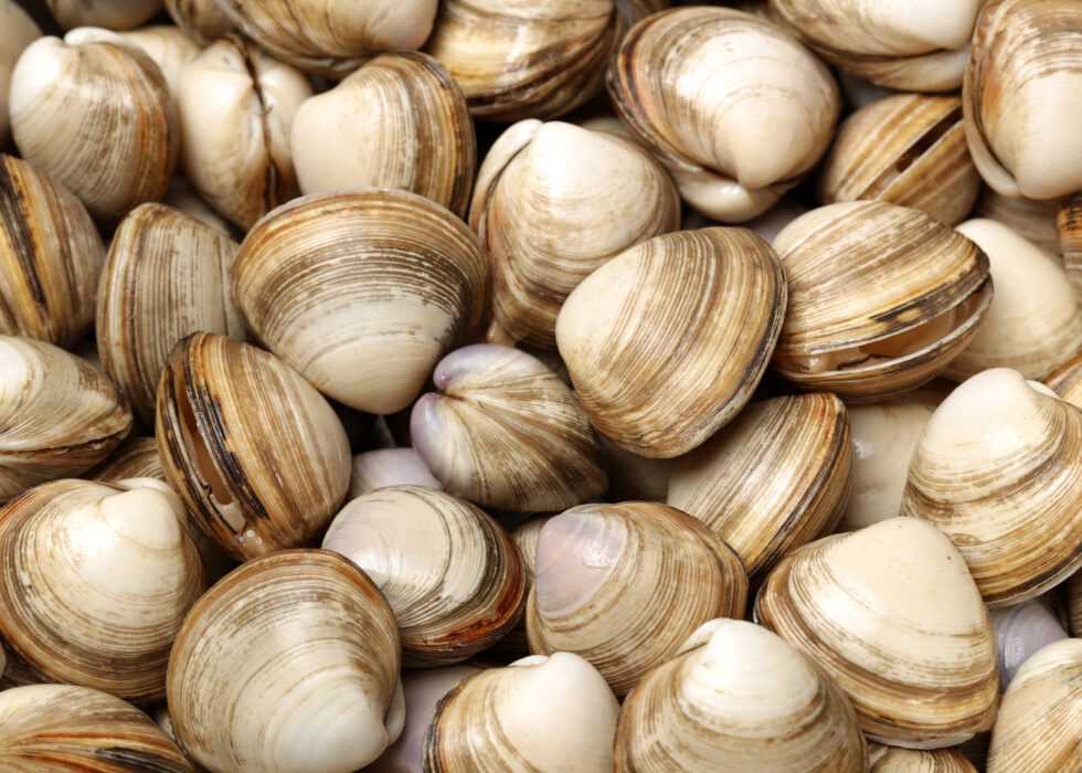 The Incredible Tale of Ming, the 500-Year-Old Clam | Fun Fact Feed