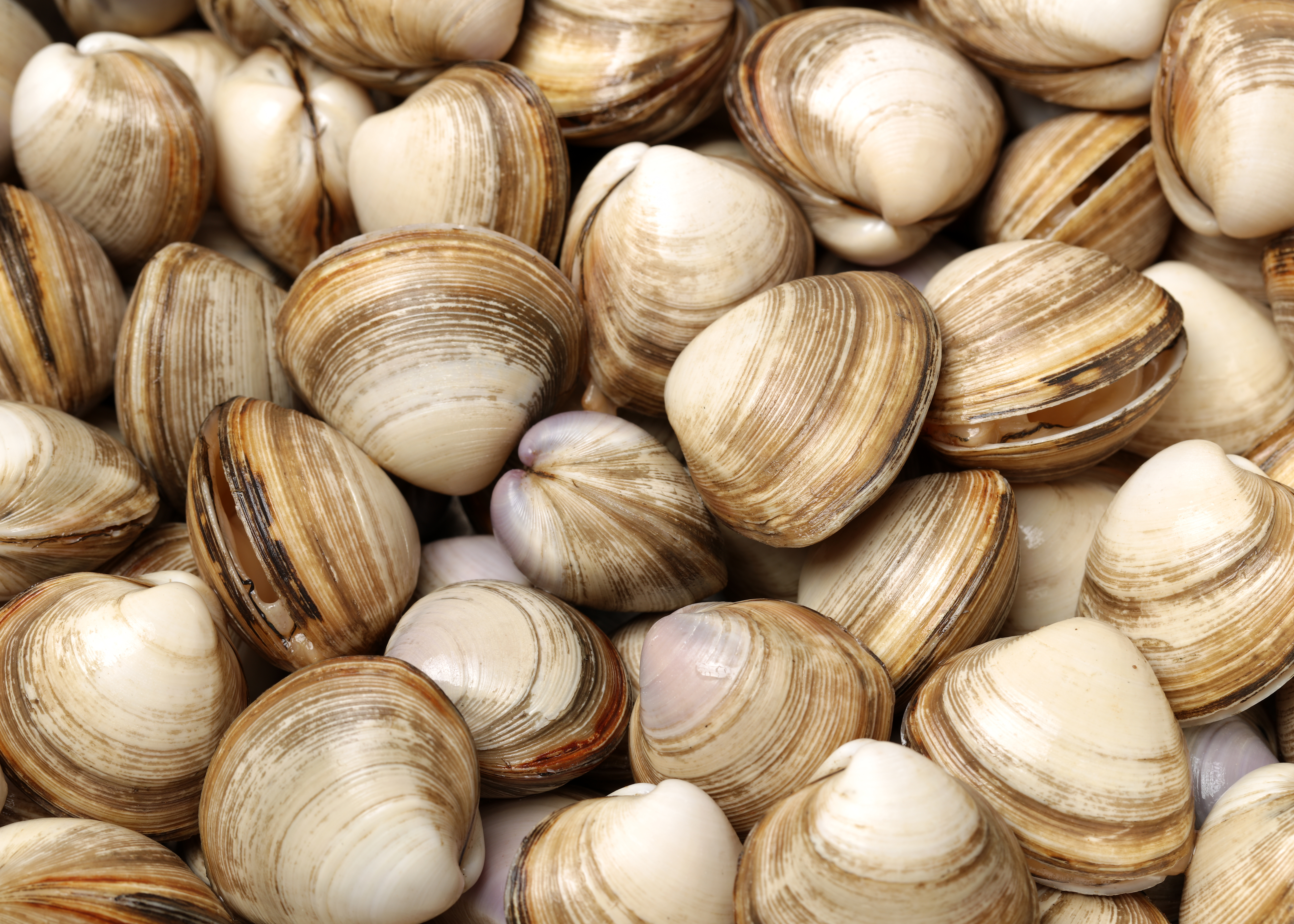 The Incredible Tale of Ming, the 500-Year-Old Clam | Fun Fact Feed