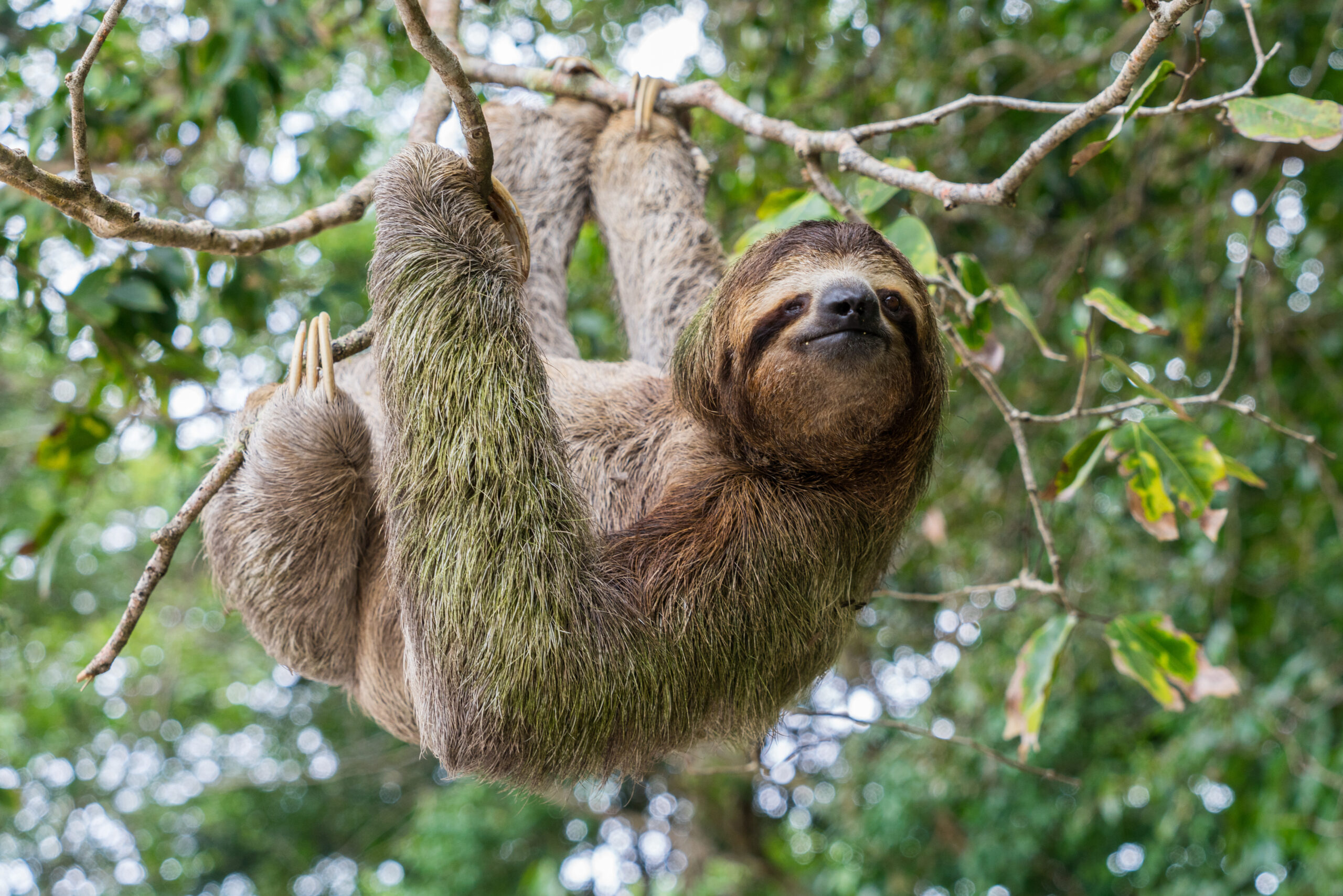 The Secret Life of Sloths: Slow but Surprisingly Smart | Fun Fact Feed