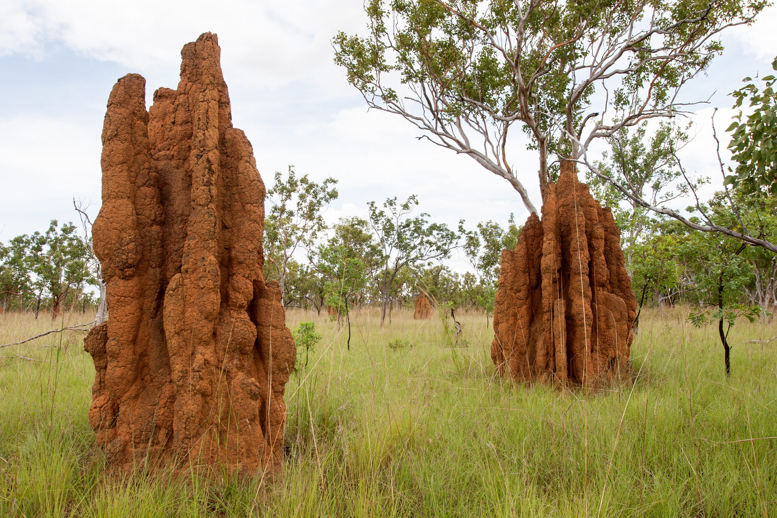 The Remarkable Architecture of Termite Mounds | Fun Fact Feed