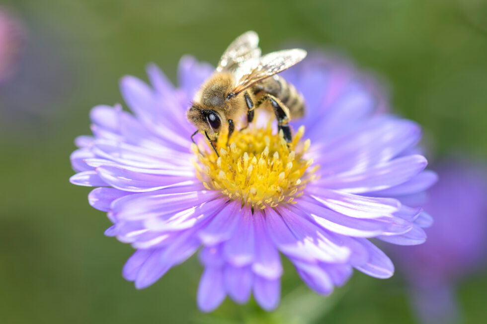The Secret Life of Bees—Nature’s Master Pollinators | Fun Fact Feed