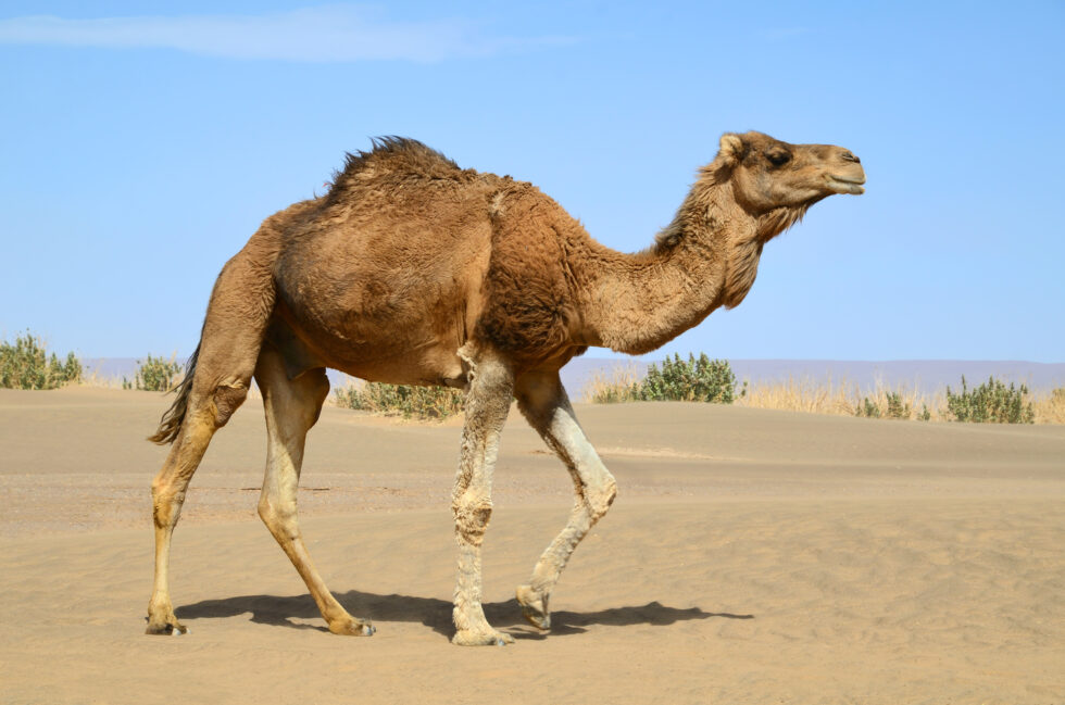 The History of Camels—Nature’s Ultimate Desert Survivors | Fun Fact Feed